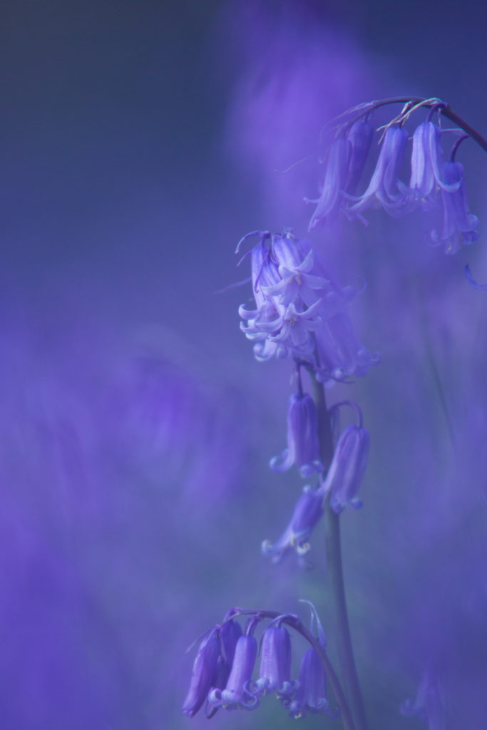 Spring Palace – Knowle Top Studios