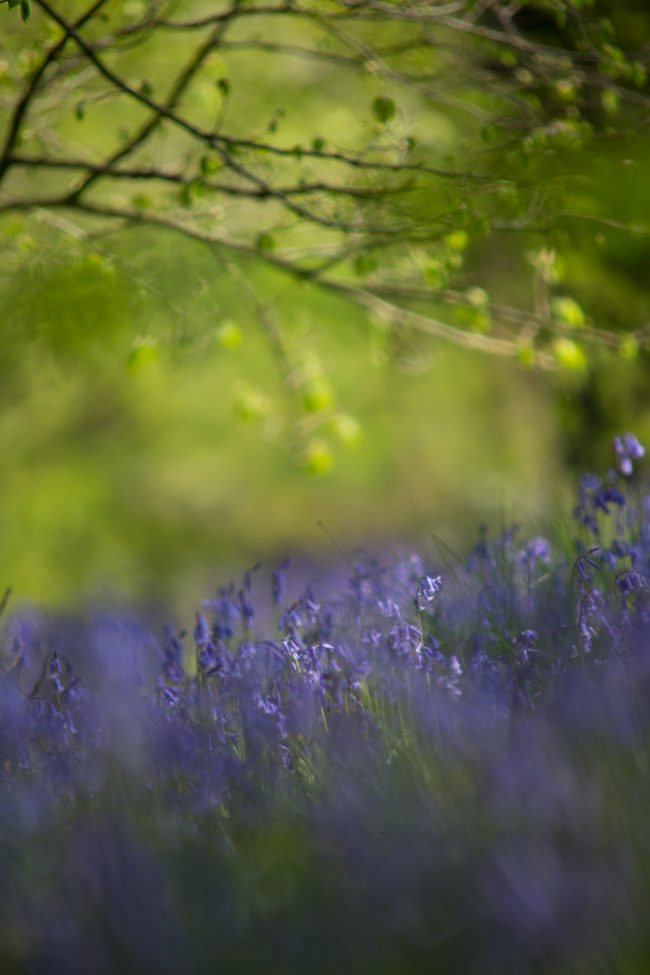 Spring Palace – Knowle Top Studios