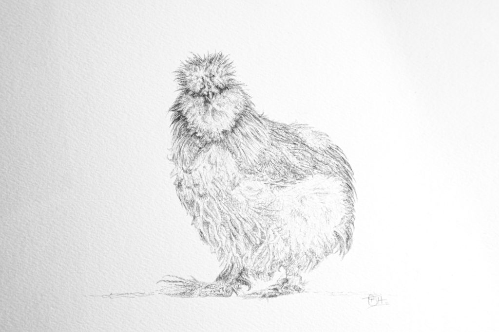 Pencil Drawing of Silkie Chicken – Knowle Top Studios
